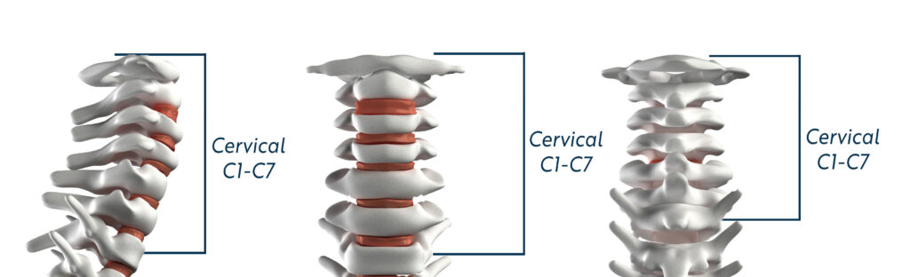Spine Anatomy: A Comprehensive Guide Exploring the Backbone