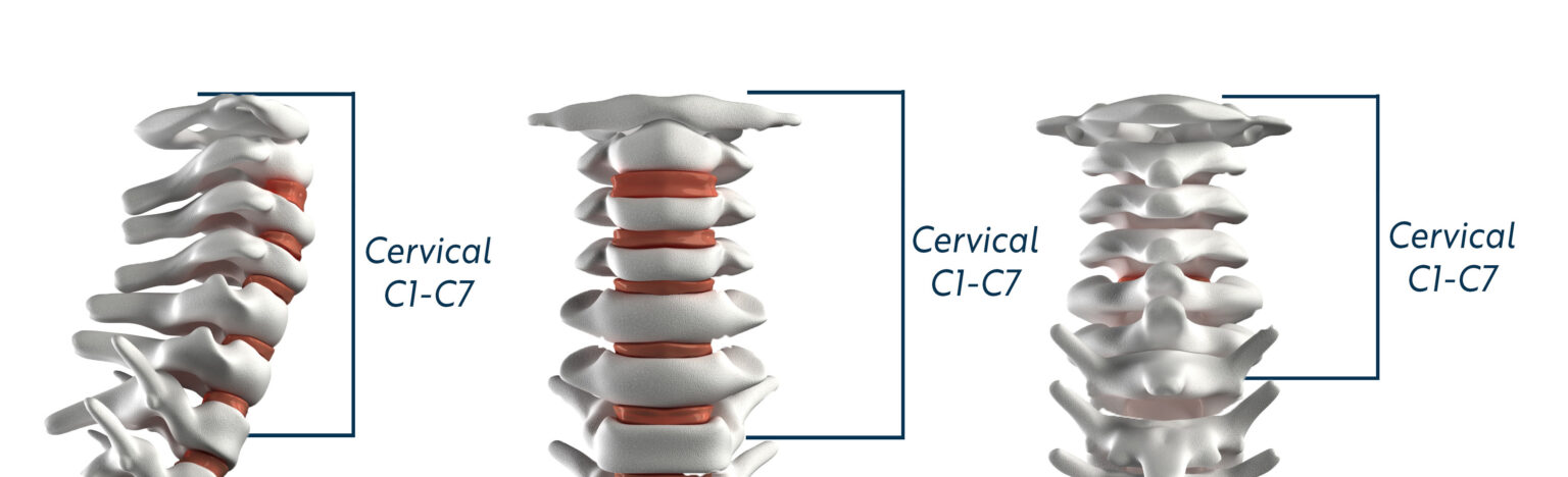 Spine Anatomy: A Comprehensive Guide Exploring the Backbone