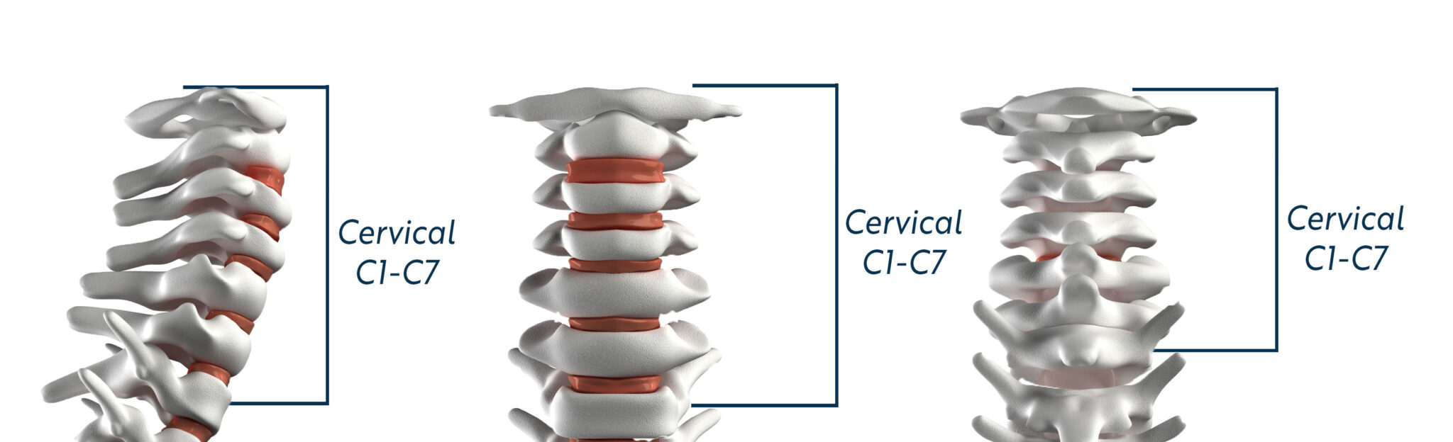 Spine Anatomy: A Comprehensive Guide Exploring the Backbone