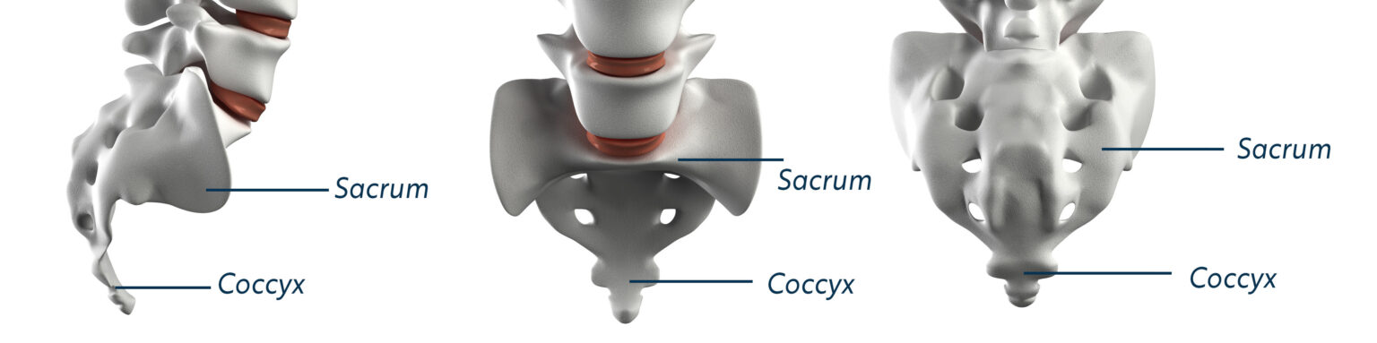Spine Anatomy: A Comprehensive Guide Exploring the Backbone