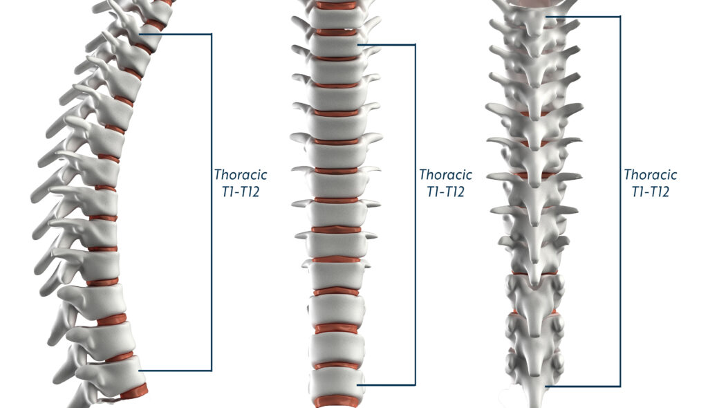 Spine Anatomy: A Comprehensive Guide Exploring the Backbone