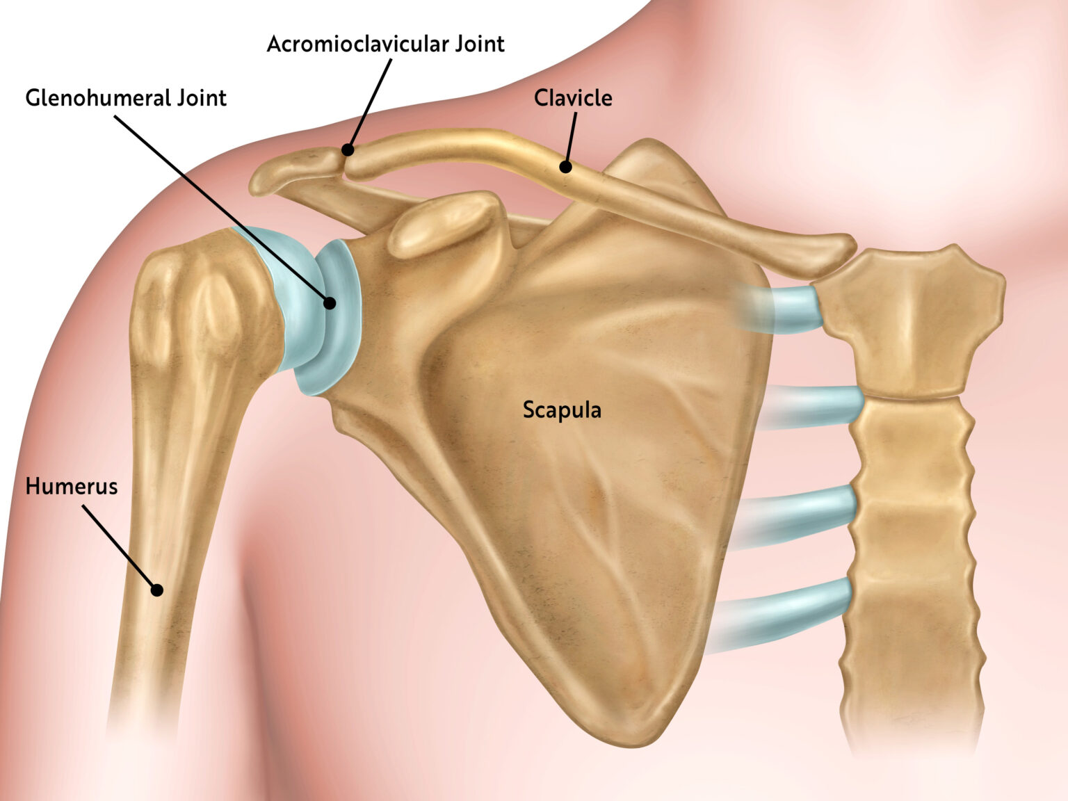 Understanding Shoulder Anatomy | CSOG