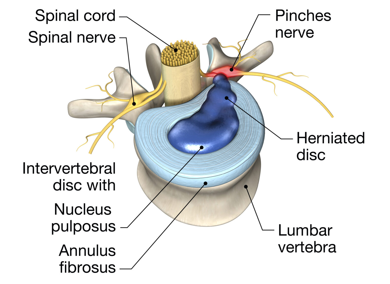Spine Anatomy: A Comprehensive Guide Exploring the Backbone